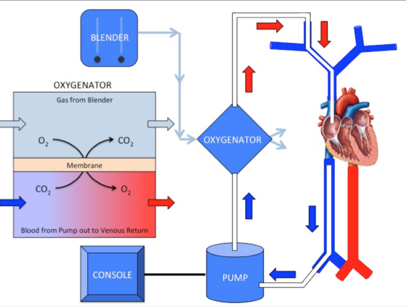Ecmo Pulmpeeps