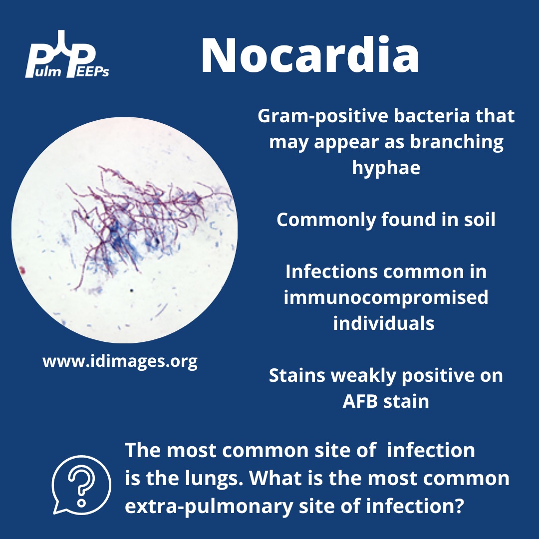 Lung nodule | PulmPEEPs